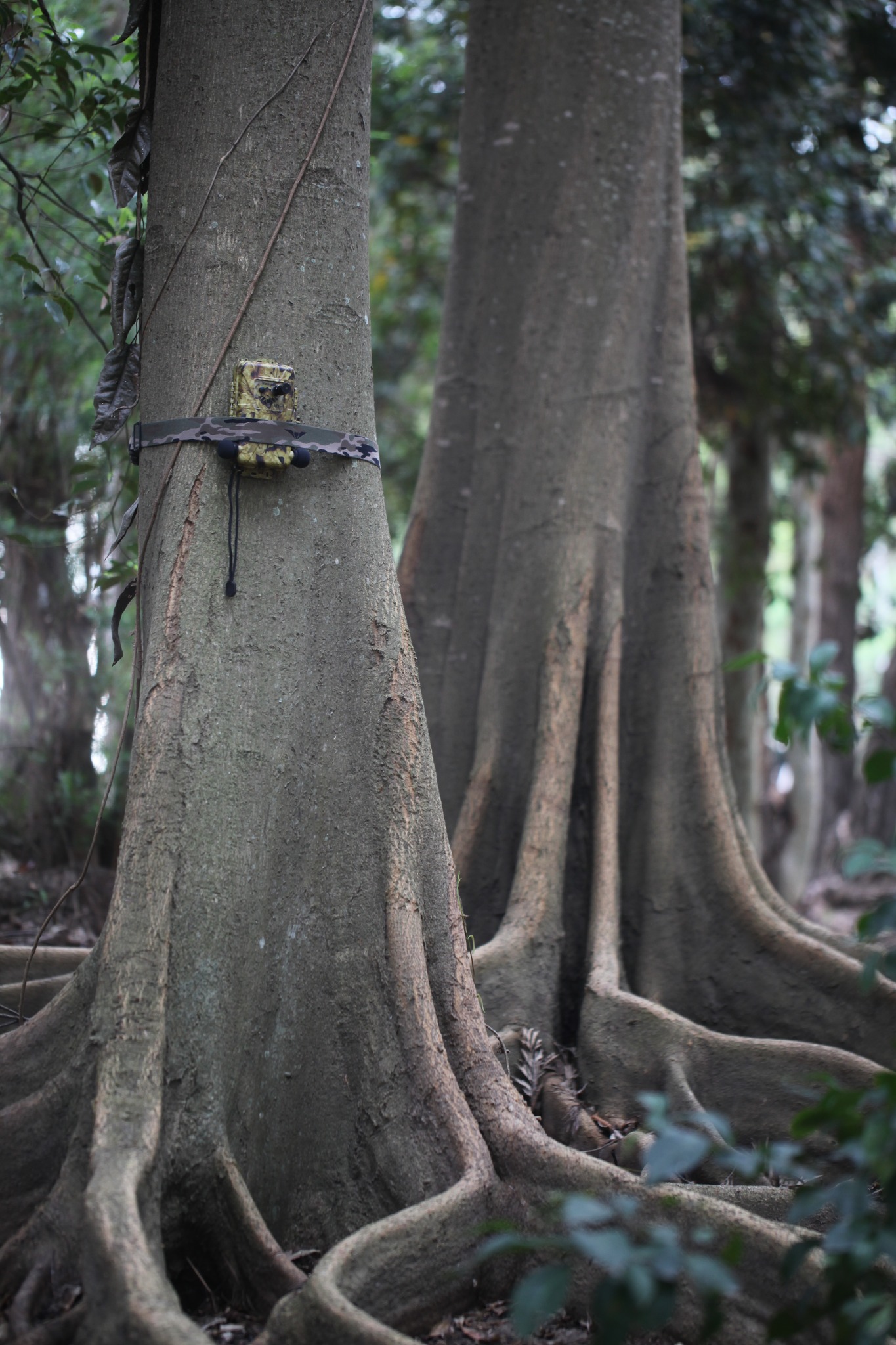 Review: The Ranger - From Al Milano - Titley Scientific