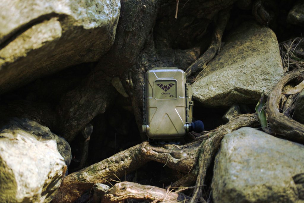 Chorus Wildlife Recorder | For Bats, Birds & Frogs