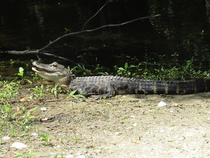 Artificial Roost Selection of the Florida Bonnetted Bat - Titley Scientific