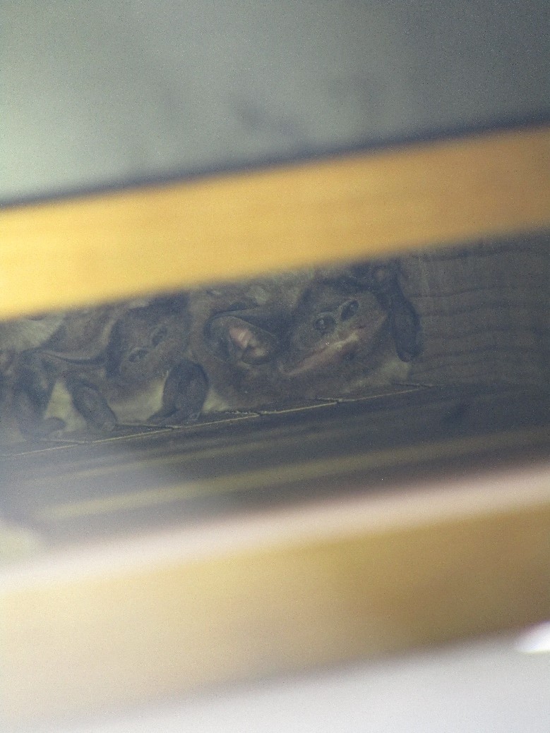 Artificial Roost Selection of the Florida Bonnetted Bat - Titley Scientific