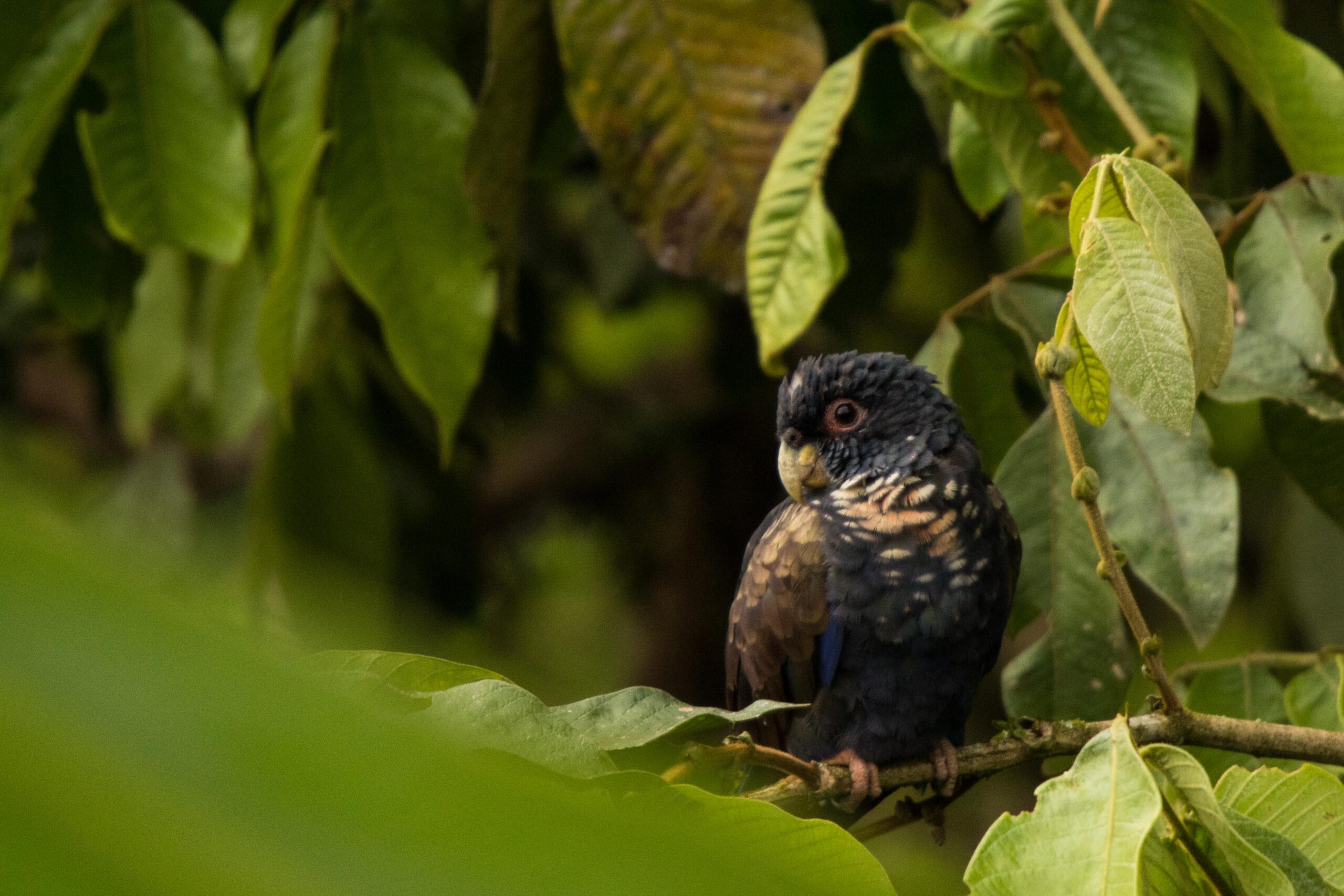 Acoustic bird surveys, the future? - Titley Scientific