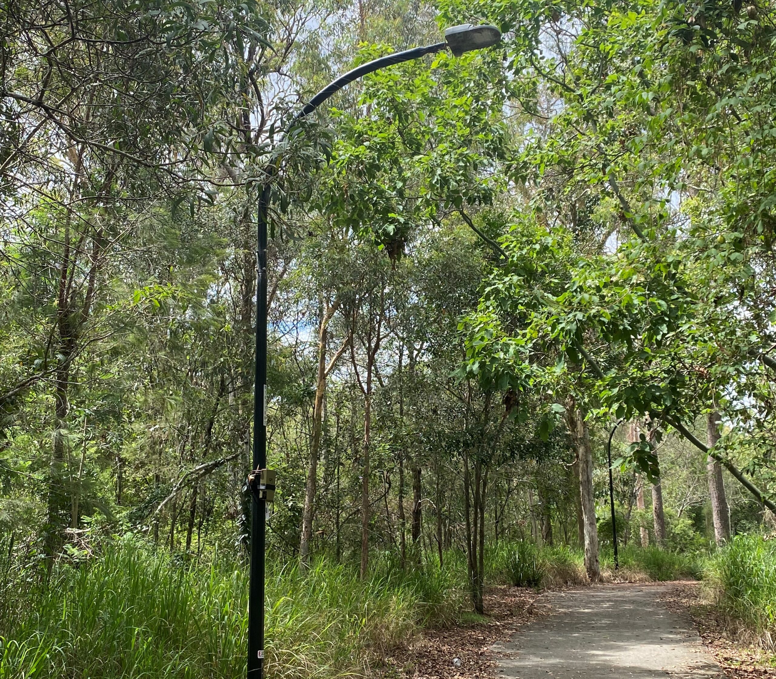 Shedding light on Brisbane’s insectivorous bats: Rani Davis’ findings ...