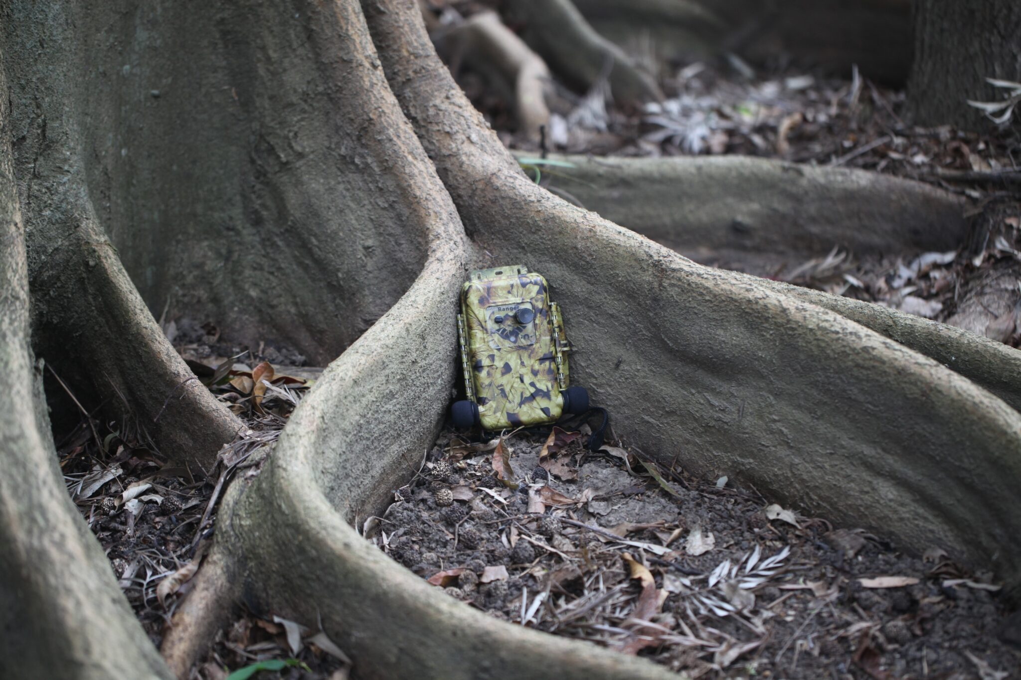 Ranger | Simultaneous Acoustic & Ultrasonic Wildlife Recorder